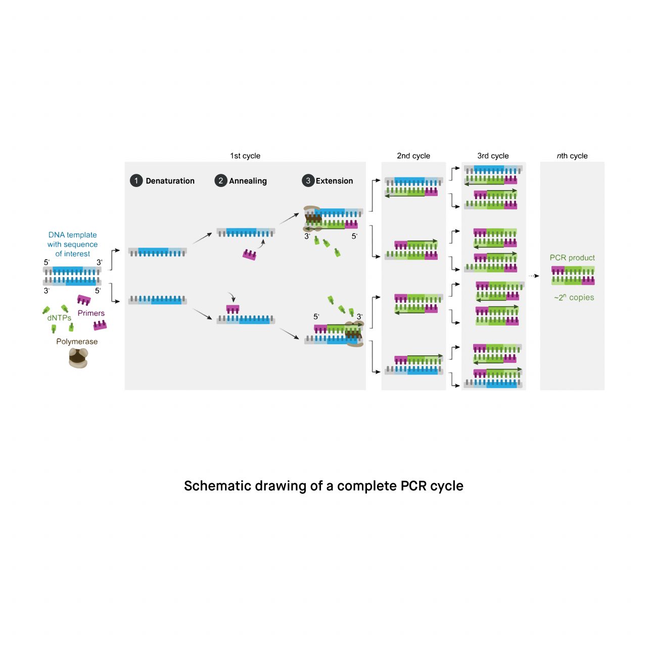 Does It Use a Test Kit to Detect The Monkeypox Virus? - Vitrosens Biotech