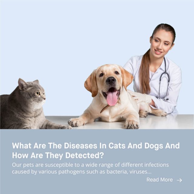 What are Common Diseases in Cats and Dogs and How Are They Detected ...