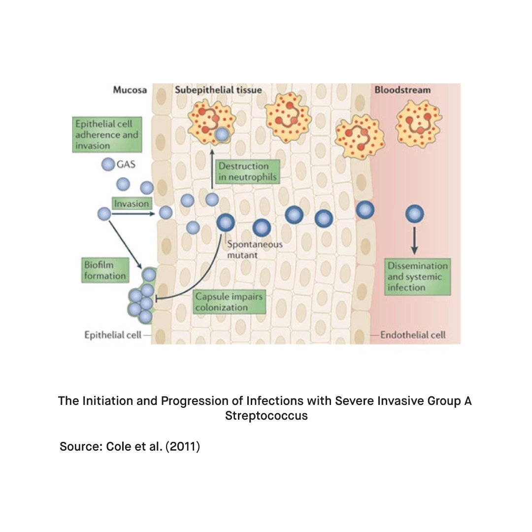 What Is Invasive Group A Streptococcal Disease (iGAS) and How to ...