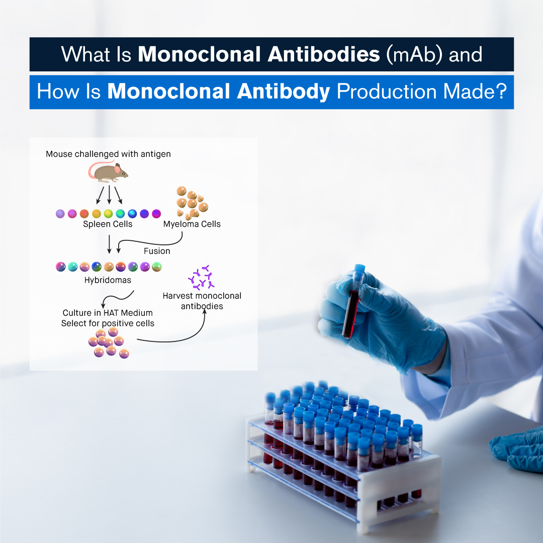 What are Monoclonal Antibodies (mAb) and How Is Monoclonal Antibody ...
