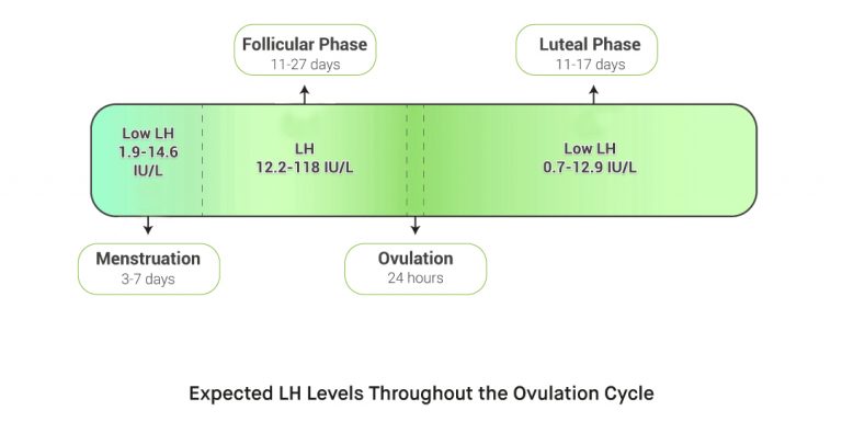 What is Ovulation? How to Use the Ovulation LH Rapid Test Kit ...