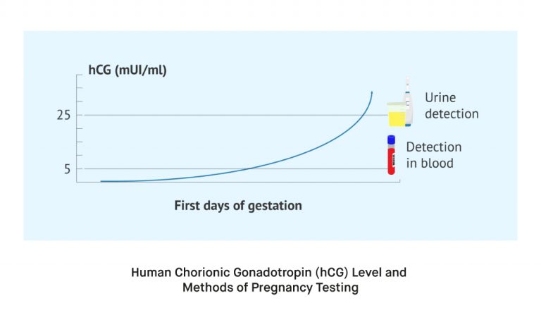 What Is Beta Human Chorionic Gonadotropin (Beta hCG) and How to Use the ...