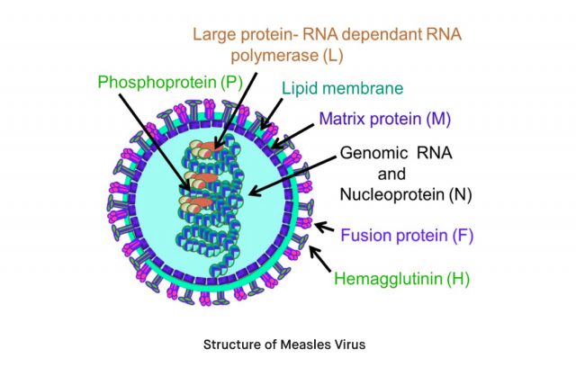 What is Measles Virus and How to Use Measles Virus Rapid Test Kit?