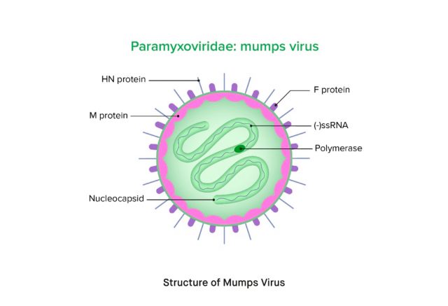 What is Mumps Virus and How to Use Mumps Virus Rapid Test Kit ...