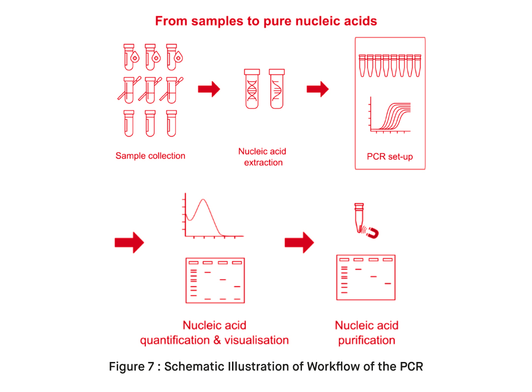 What is Sepsis? How to Use Sepsis Real-Time qPCR Panel Detection Kit ...