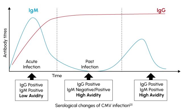 What is Cytomegalovirus (CMV) Infection? How to Use CMV Detection qPCR ...