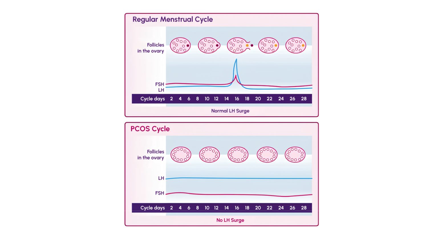 The Ultimate Guide to Progesterone, LH, FSH, and Estradiol Rapid Test ...