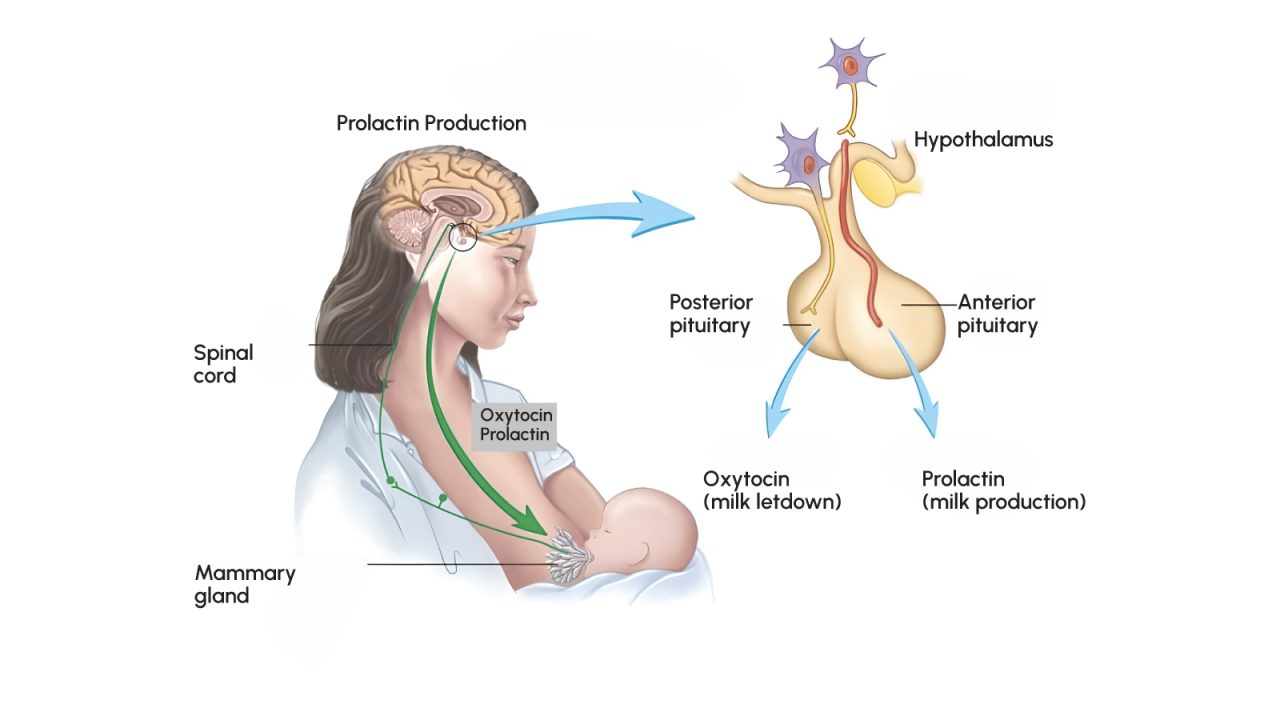 Supporting Breastfeeding Through Science: The Role of Prolactin and ...